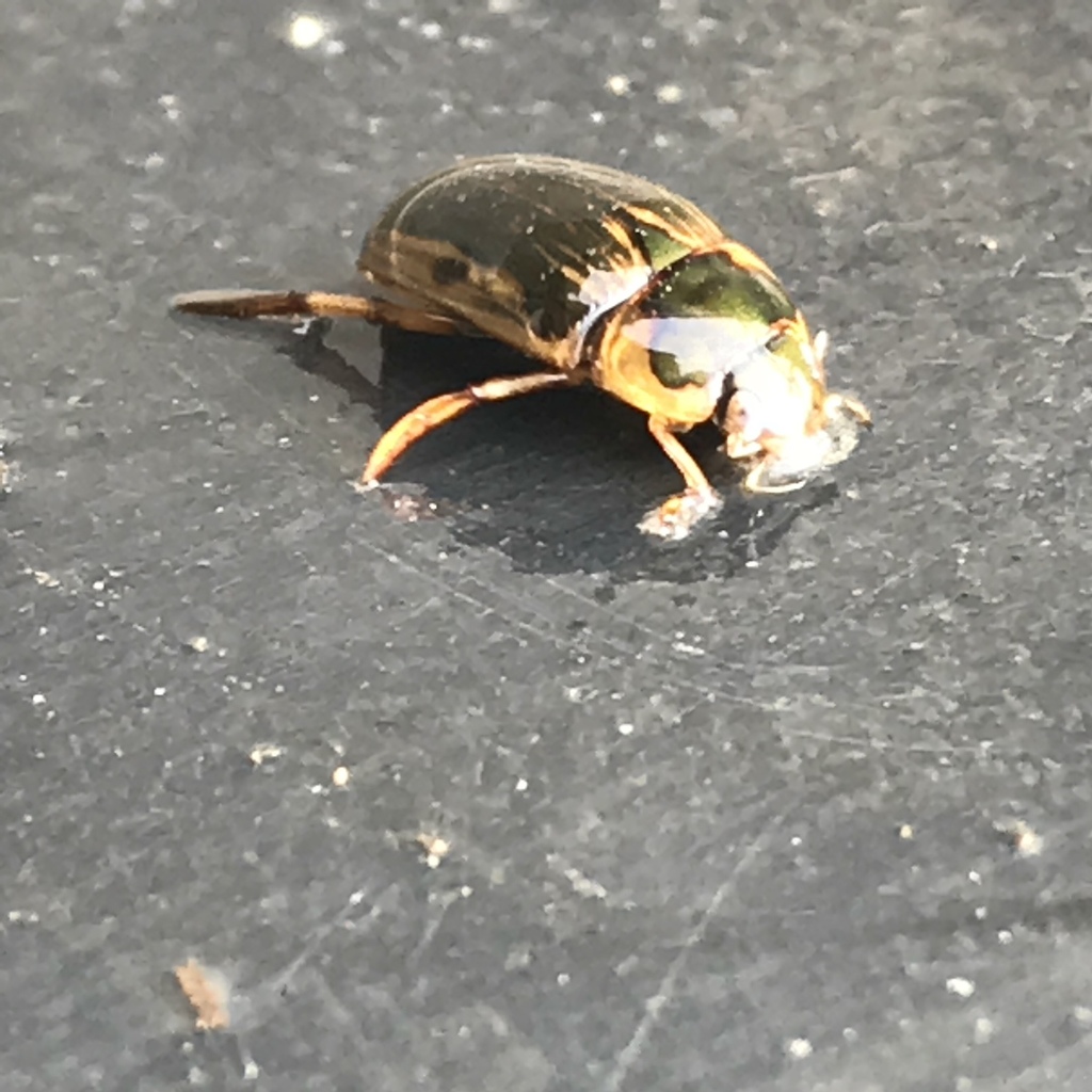 Tropisternus collaris from 1440 Middle Swamp Rd, Corapeake, NC, US on ...