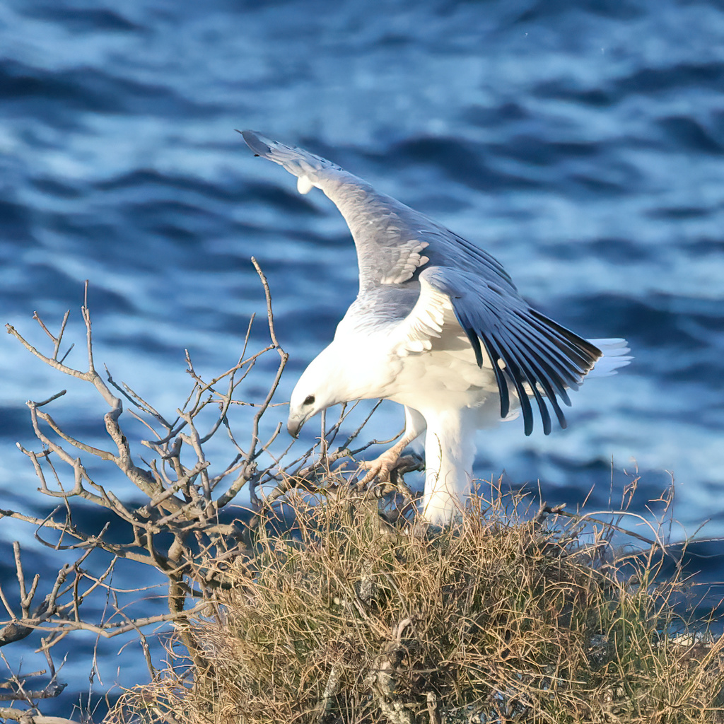 White-bellied Sea-Eagle from Guerilla Bay NSW 2536, Australia on April ...