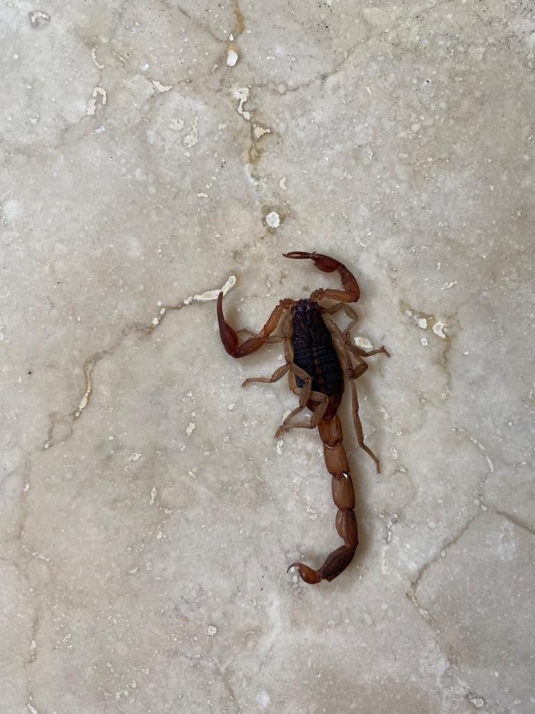 Slender Brown Scorpion from Boulevard Principal, Guatemala City ...