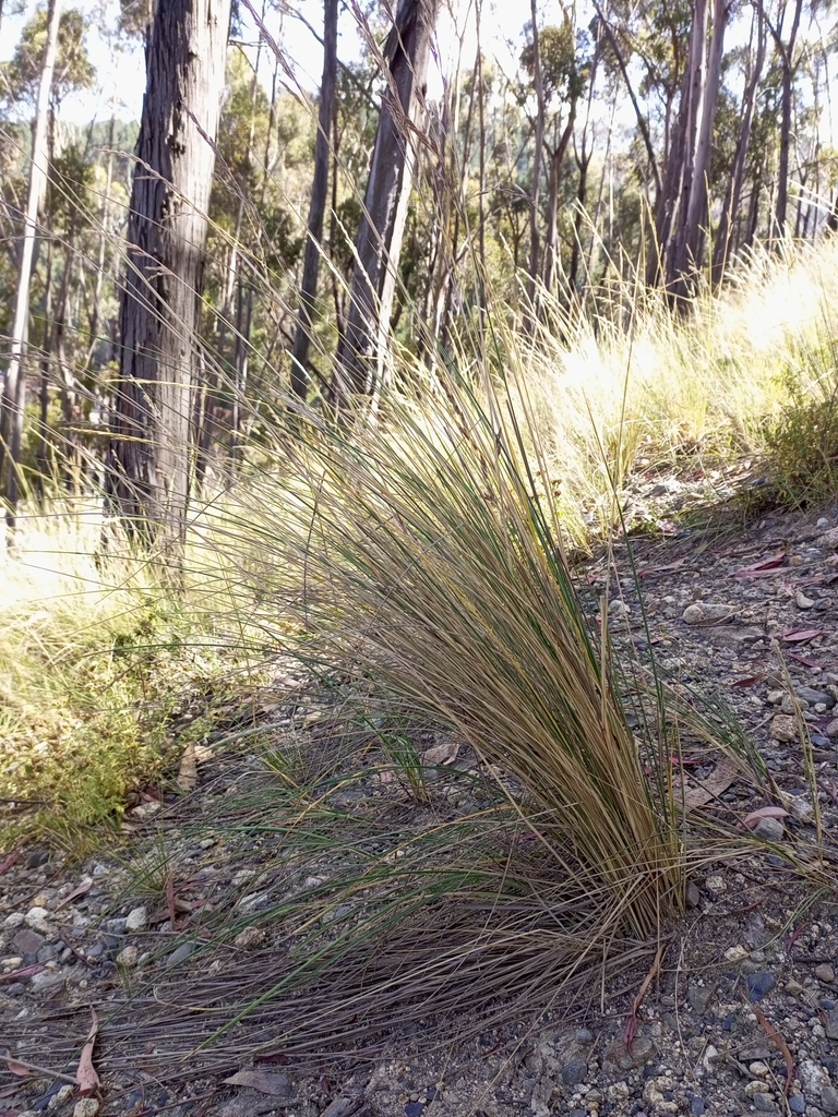 peruvian feather grass from Bosques de la integración, La Paz, Bolivia ...