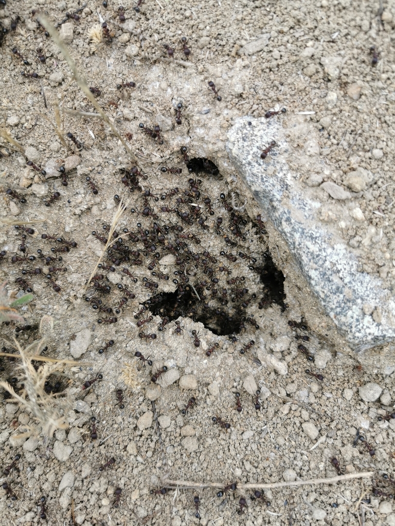 Andre's Harvester Ant from Lotus, CA 95651, USA on May 02, 2022 at 09: ...