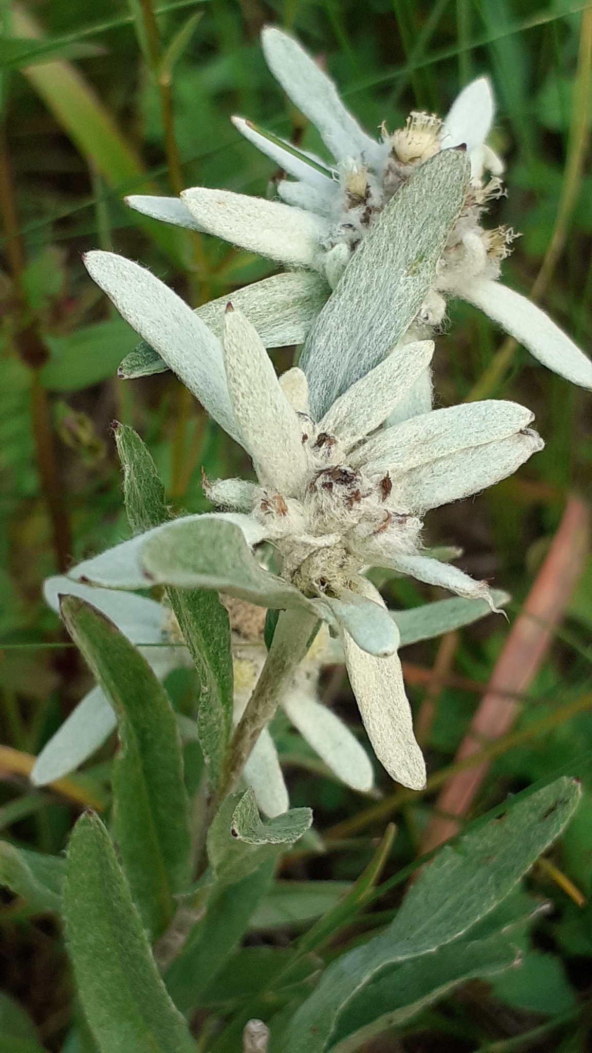 Leontopodium palibinianum Beauverd