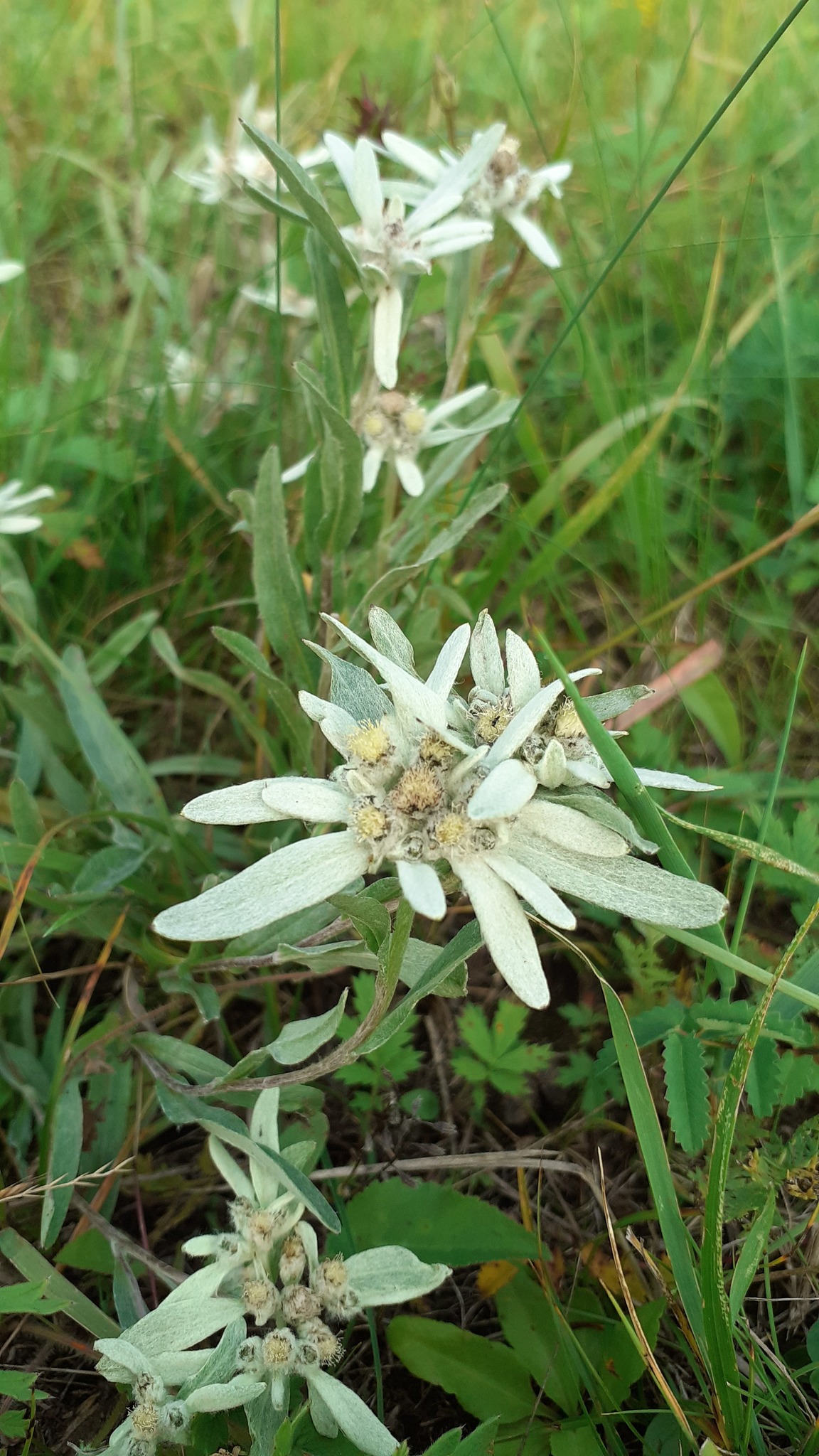Leontopodium palibinianum Beauverd