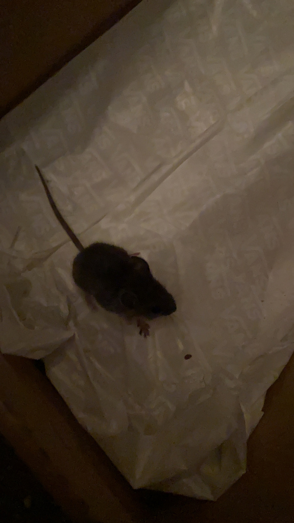 North American Deer Mice from Hayden Station Rd, Windsor, CT, US on May ...