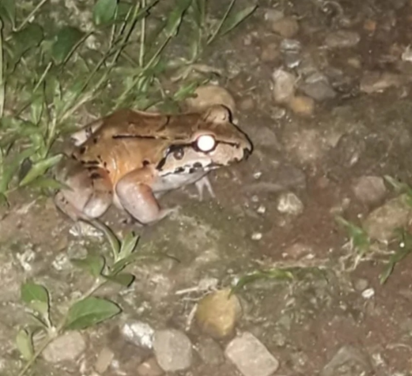 Savage's Thin-toed Frog from Burunga, Panamá on May 02, 2022 at 01:22 ...