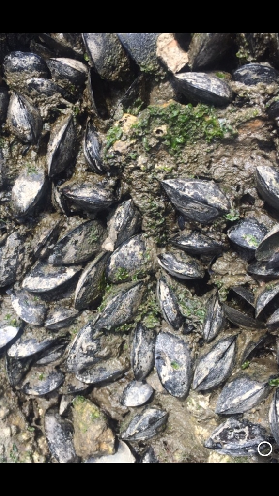 Black Mussels on June 8, 2018 at 10:18 PM by ashleymin · iNaturalist