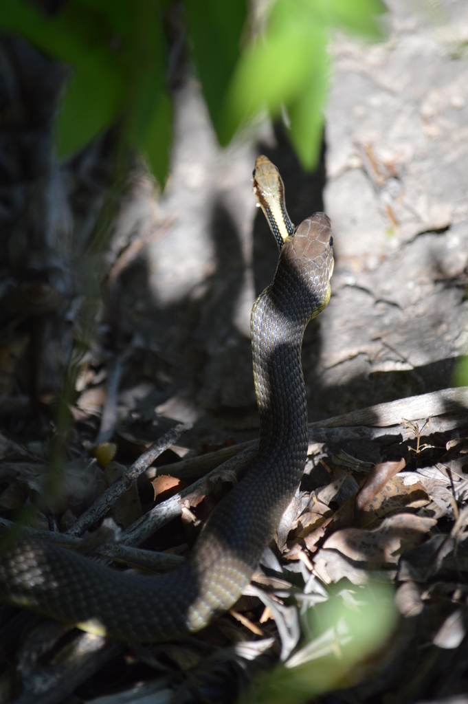Eastern Yellow-bellied Racer from Somervell County, TX, USA on May 4 ...