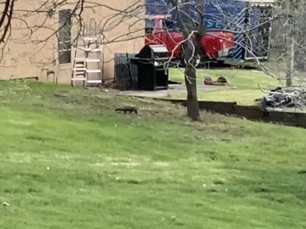 Groundhog from Palos Verdes Dr, Stilwell, KS, US on April 25, 2022 at ...