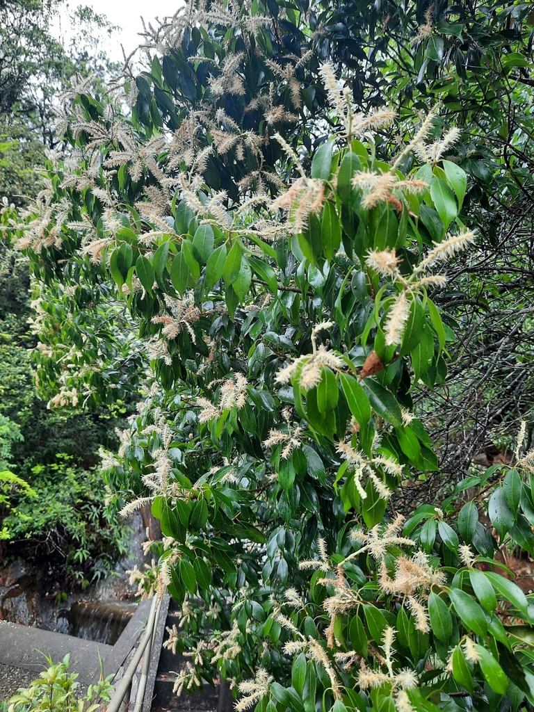 Taiwan Rock Oak from Tai Long Wan Catchwater, Lantau Island, Hong Kong ...