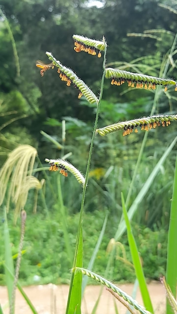 Bread Grass from Bucaramanga, Santander, Colombia on May 2, 2022 by ...