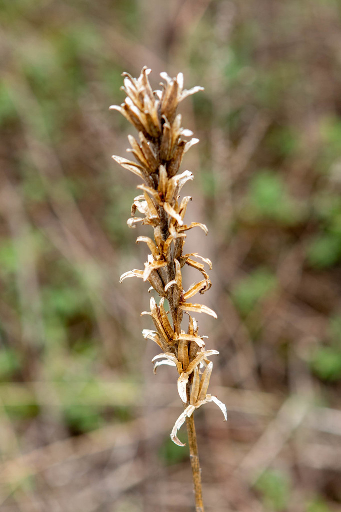 common evening-primrose from Kenosha County, WI, USA on May 02, 2022 at ...
