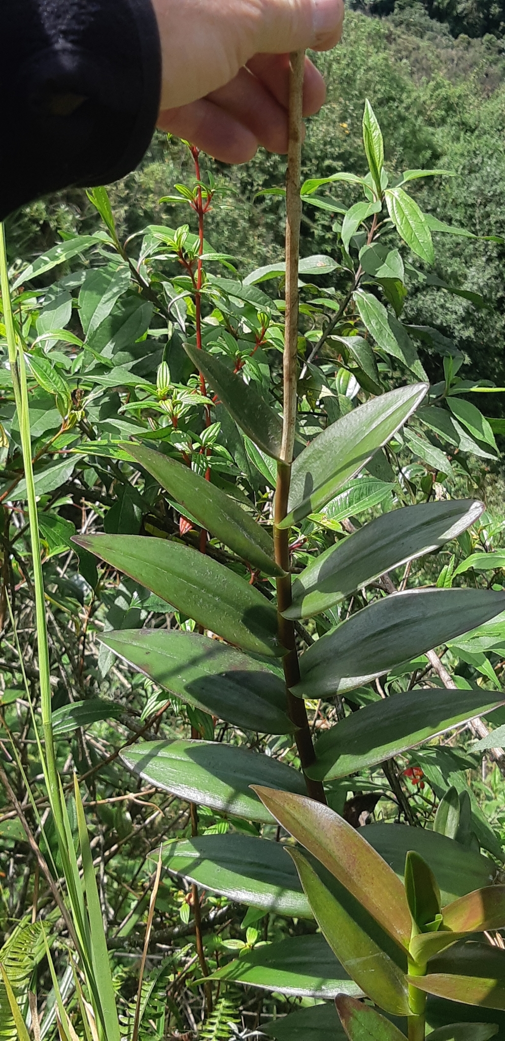 Epidendrum cochlidium Lindl.