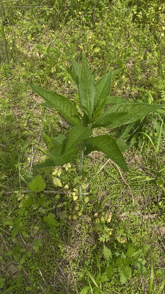 Asteroideae from Raven Run Nature Sanctuary, Lexington, KY, US on May ...