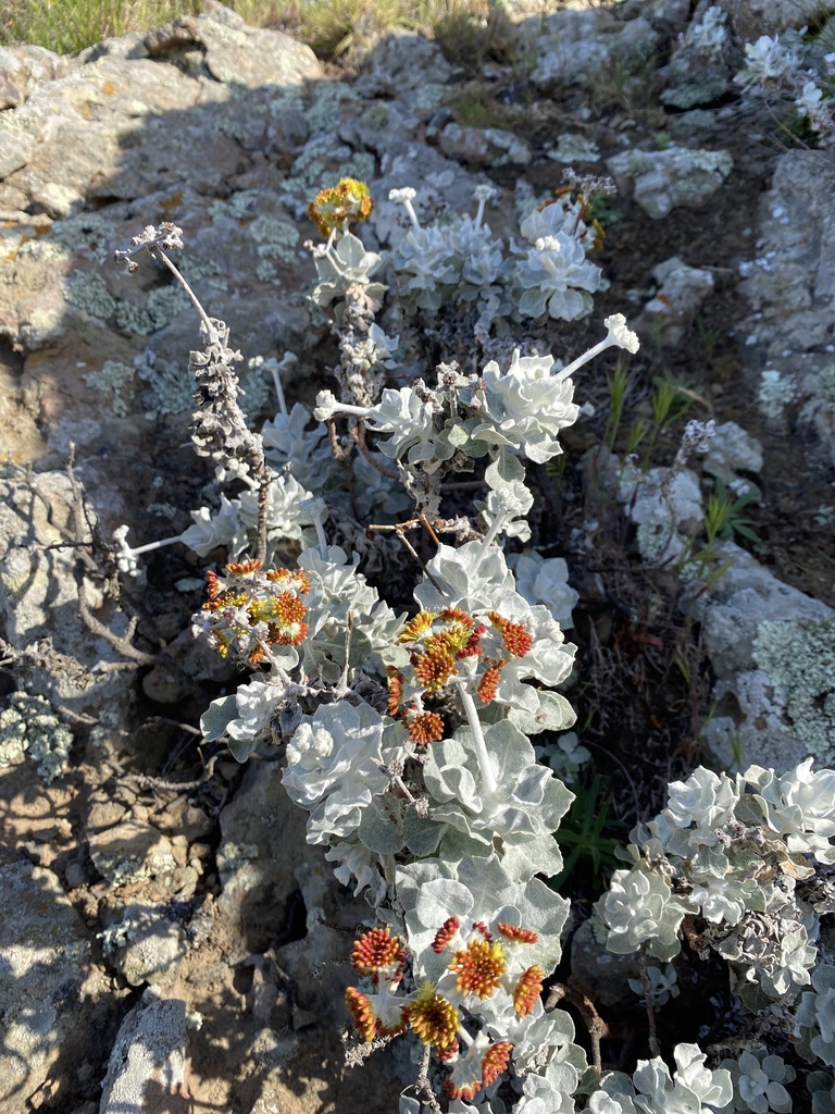 Conejo buckwheat in April 2022 by Aaron Echols · iNaturalist