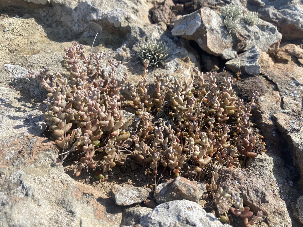 Blochman's Dudleya in April 2022 by Aaron Echols · iNaturalist
