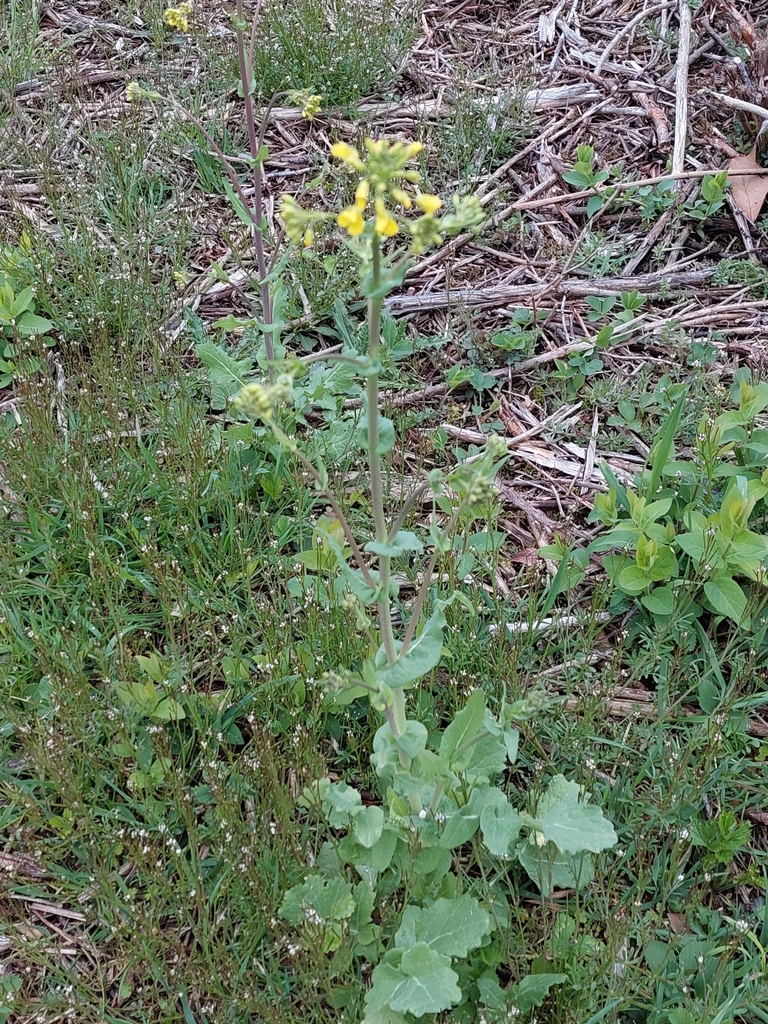 field mustard from Fairview, PA 16415, USA on May 02, 2022 at 07:36 PM ...