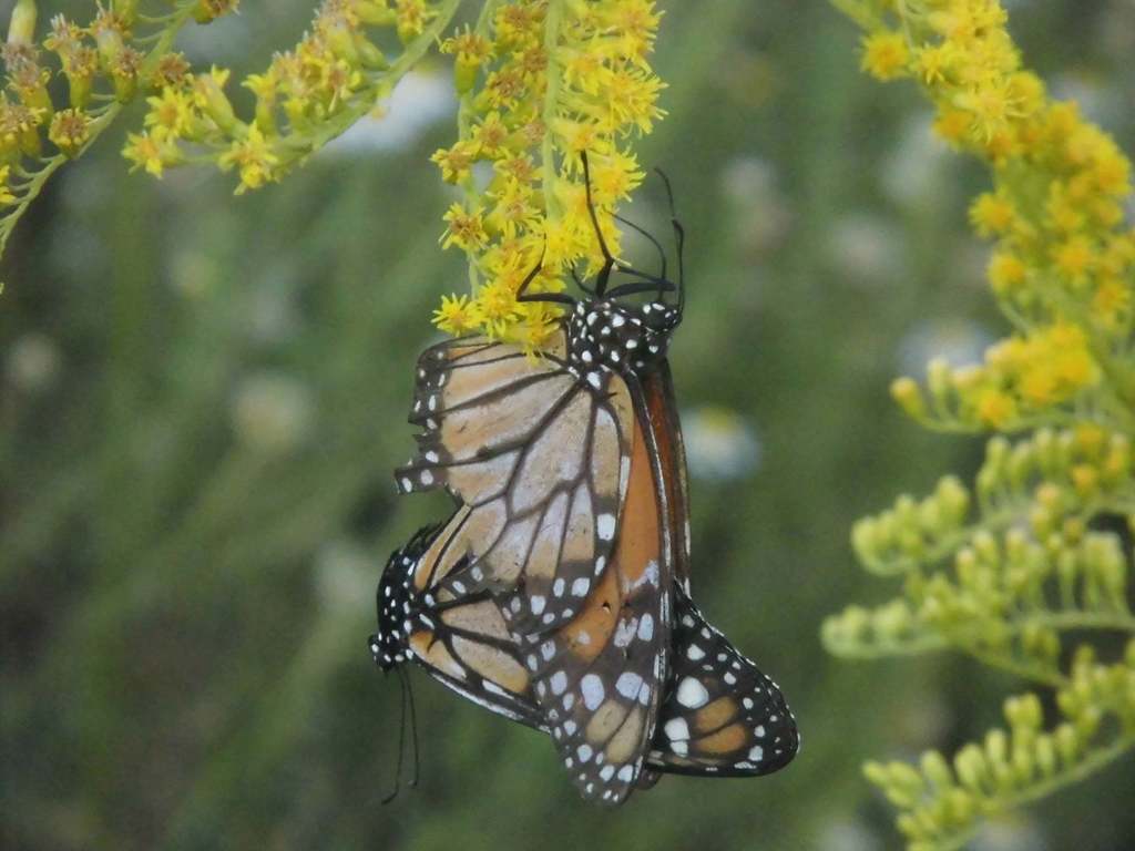 Southern Monarch from 55100 Bella Unión, Departamento de Artigas ...
