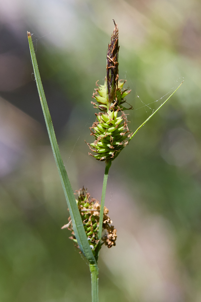 saw-toothed sedge from Blue Oak Ranch Reserve, Santa Clara County, CA ...