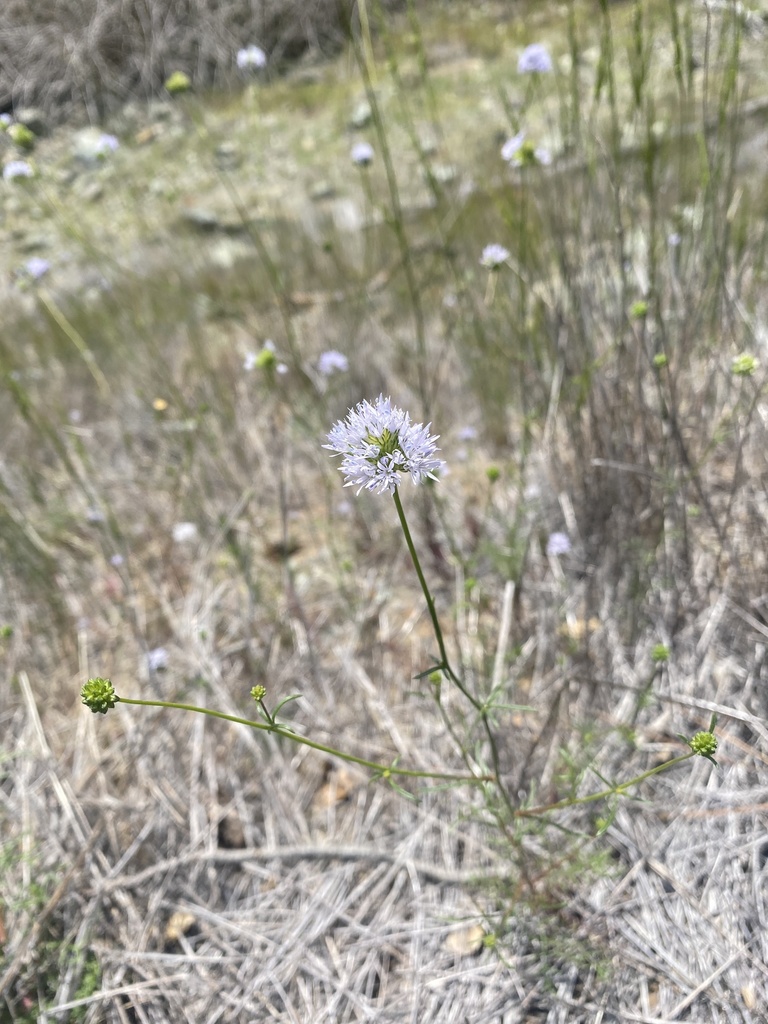 flowering plants from Saint Helena, CA, US on May 02, 2022 at 02:45 PM ...