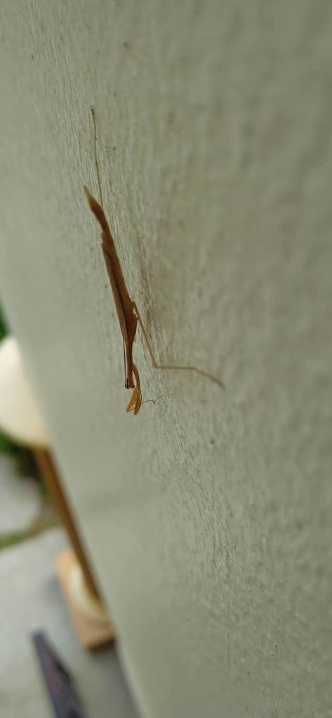 Musonia remota from Luperon, 57000, República Dominicana on April 30 ...