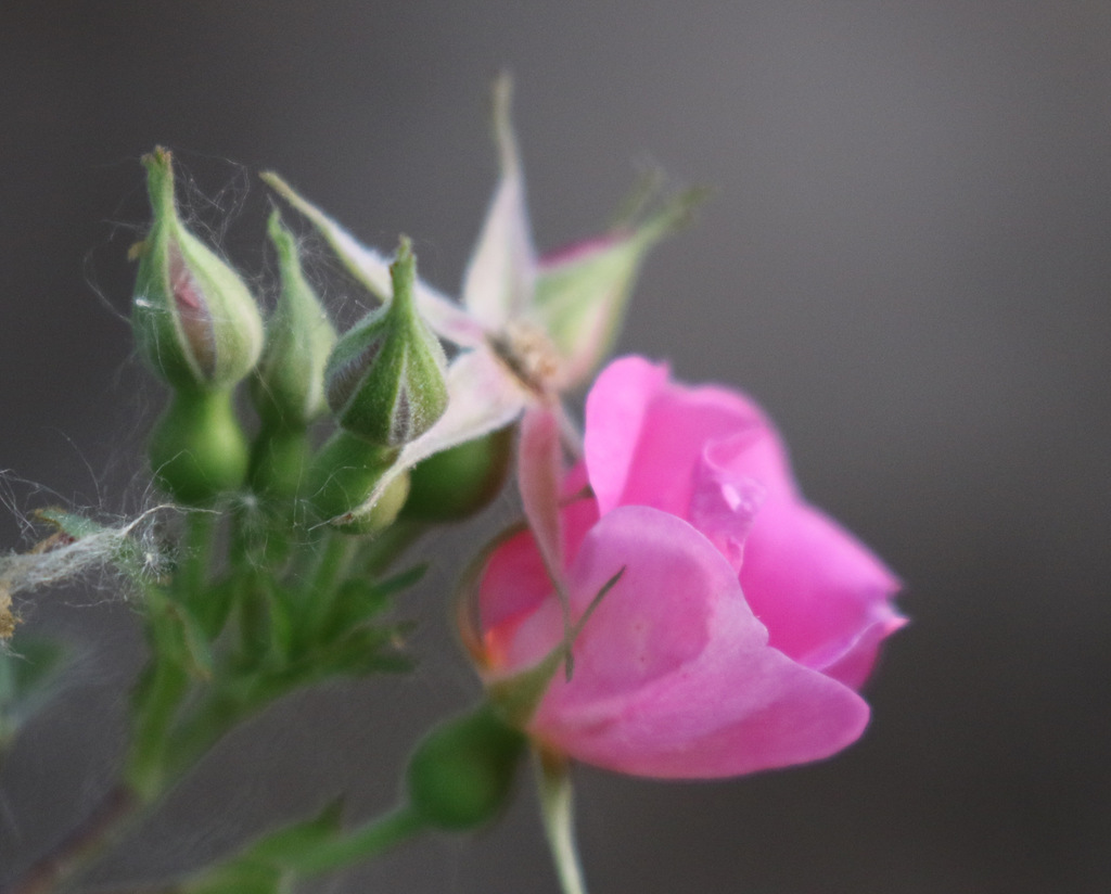 California Wild Rose (Rosa californica) - Botanical Realm