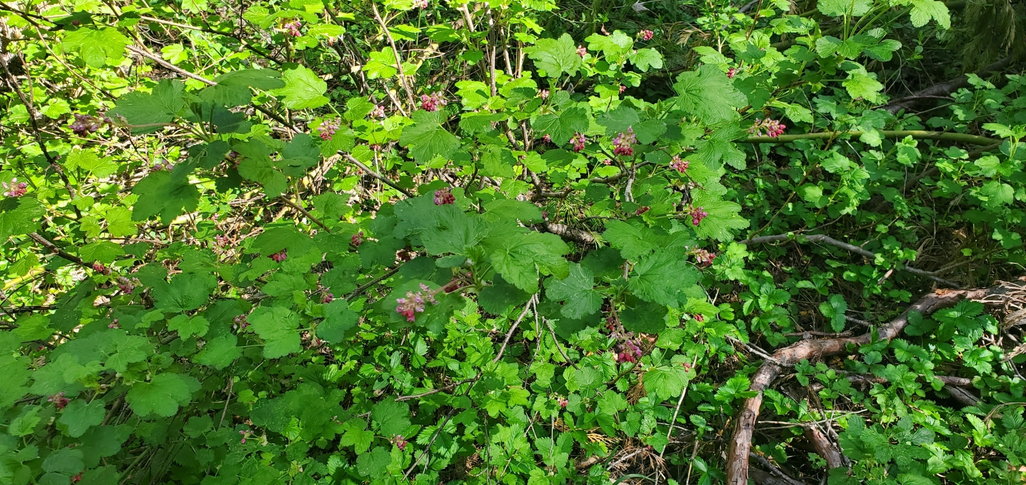 Ribes nevadense Kellogg