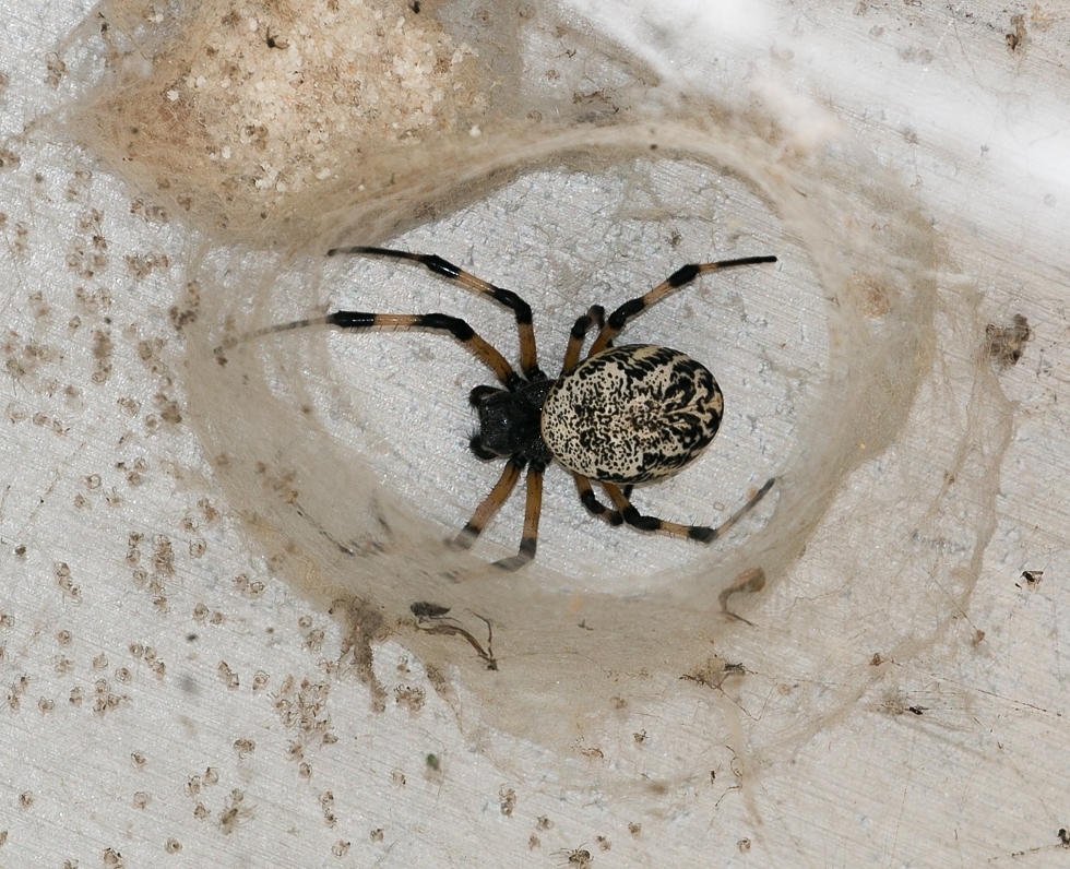 African Hermit Spider from Santo Antônio do Pinhal, SP, 12450-000 ...