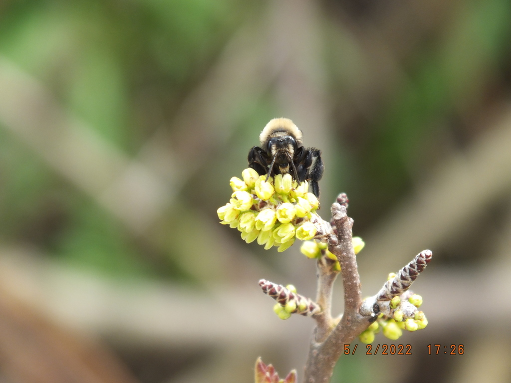 Carlin's Mining Bee from Delaware Trails, Indianapolis, IN, USA on May ...