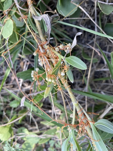Runyon's Dodder (Cuscuta runyonii) · iNaturalist