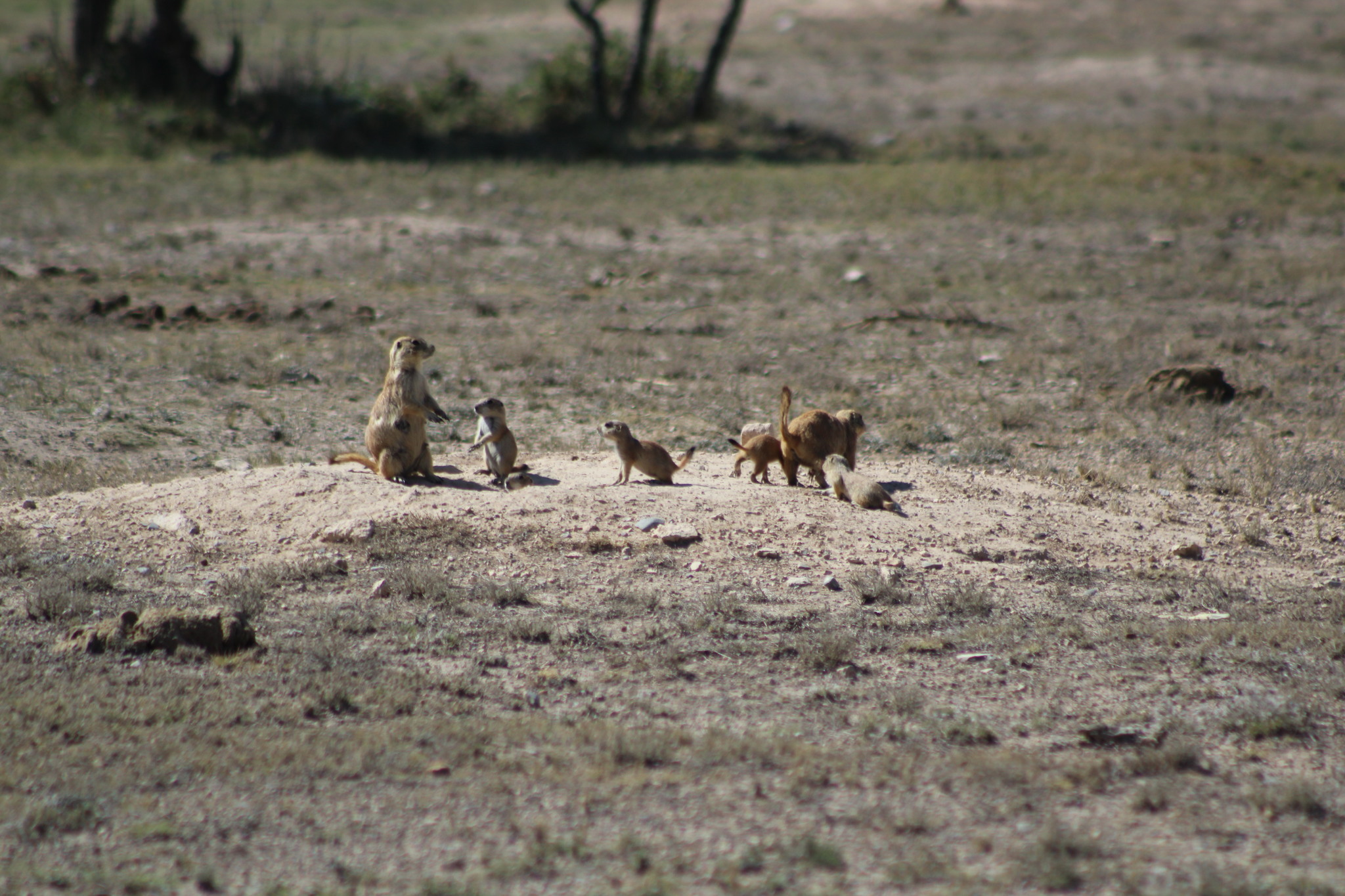 Cynomys mexicanus Merriam, 1892