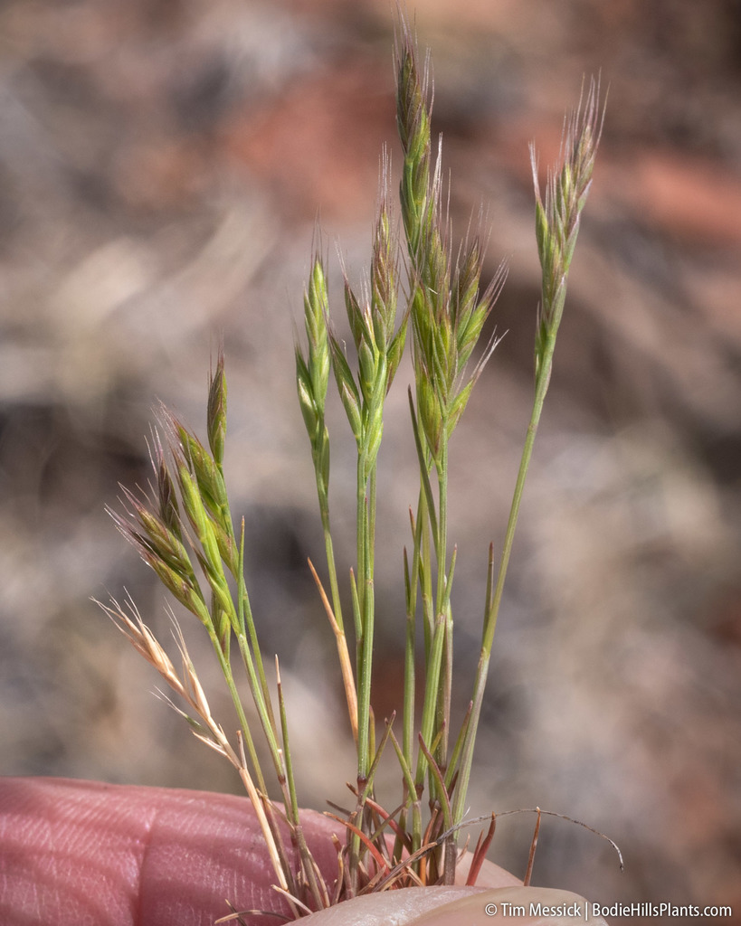 sixweeks grass from Lyon County, NV, USA on April 25, 2022 at 09:19 AM ...