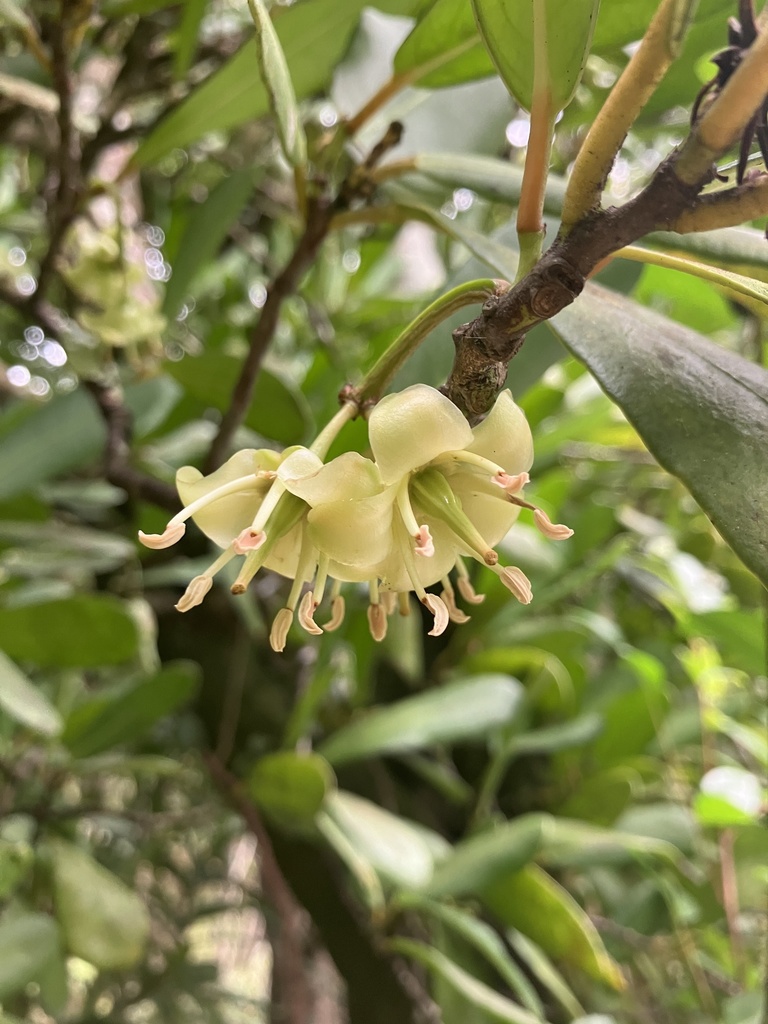 (Brexia madagascariensis) - Botanical Realm
