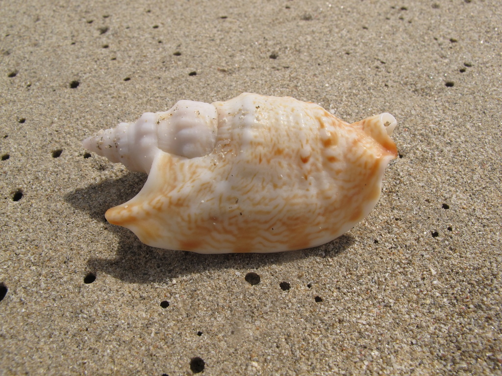 Vomer Conch from Coral Bay Ward, Coral Bay, WA, AU on May 1, 2019 at 09 ...