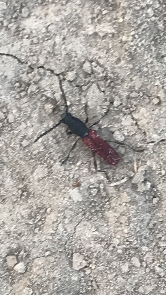 Longhorn Beetles from Texas A&M University, College Station, TX, US on ...