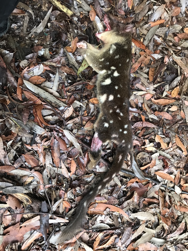 Spotted-tailed Quoll from Hawkesbury Rd, Hawkesbury Heights, NSW, AU on ...