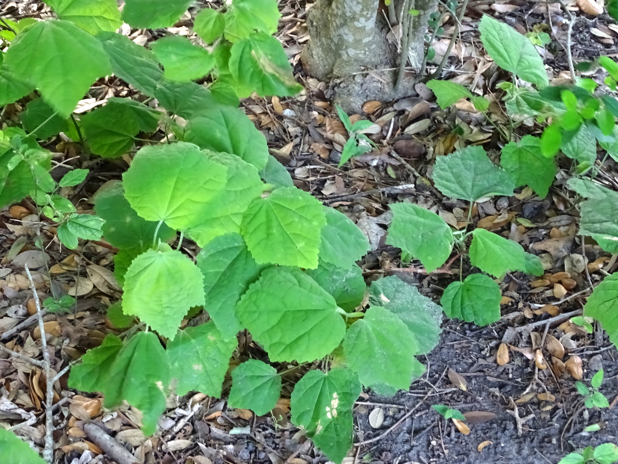 Malvaviscus arboreus var. drummondii (Torr. & A.Gray) Schery