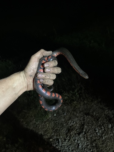 Western Mudsnake (Farancia abacura reinwardtii) - Snakes and Lizards