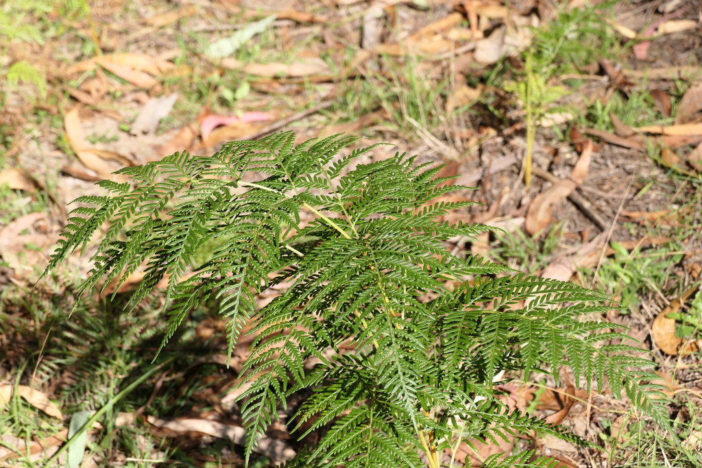 Austral Bracken from Granya VIC 3701, Australia on March 09, 2022 at 04 ...
