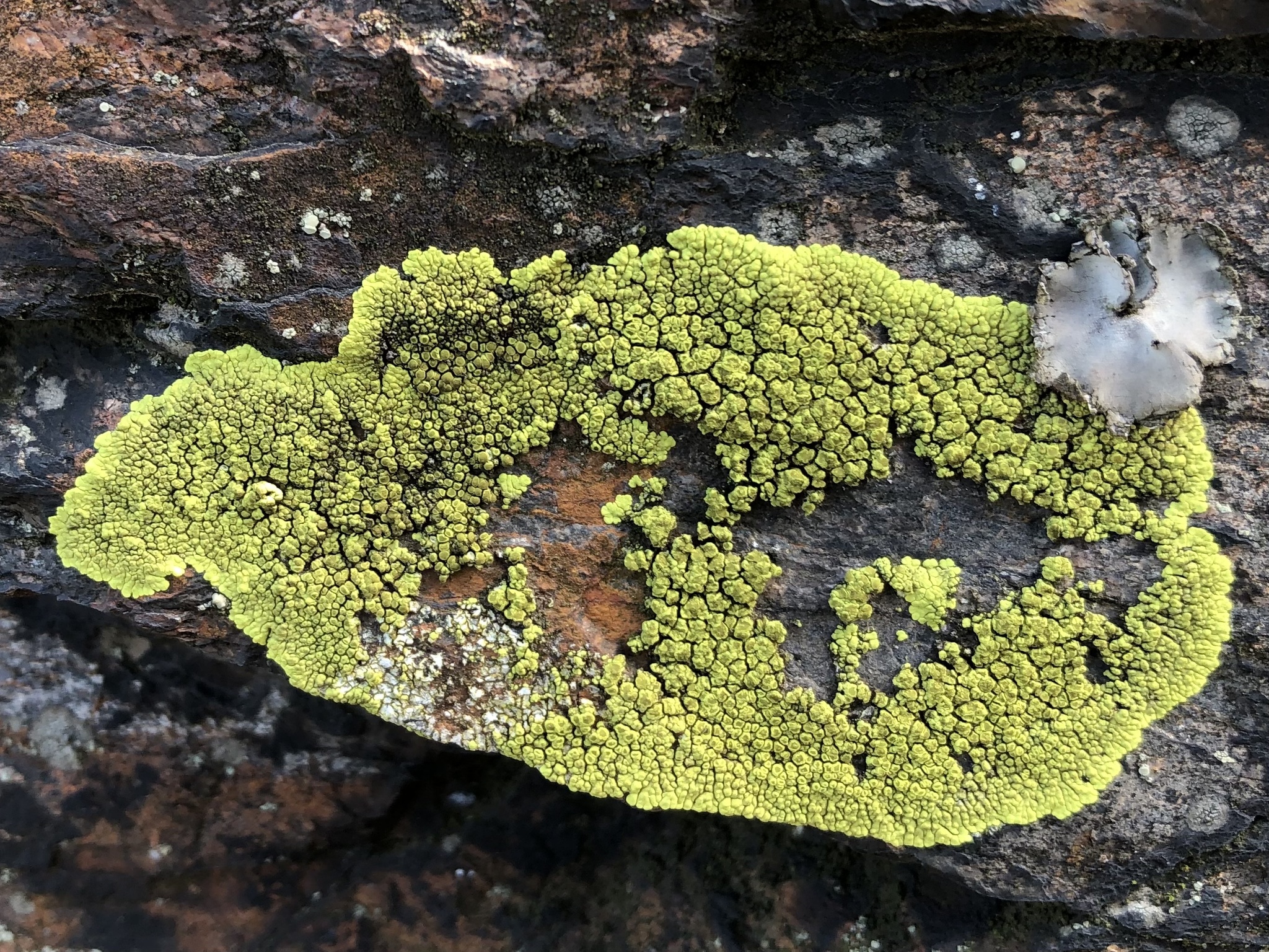 Pleopsidium flavum (Trevis.) Körb.