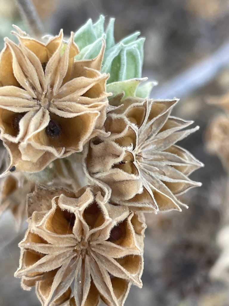 Shrubby Indian Mallow (Abutilon abutiloides) - Botanical Realm
