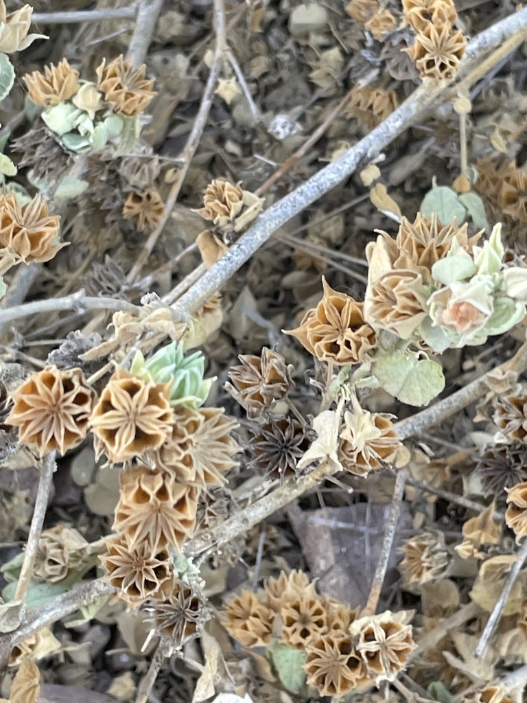 Shrubby Indian Mallow (Abutilon abutiloides) - Botanical Realm