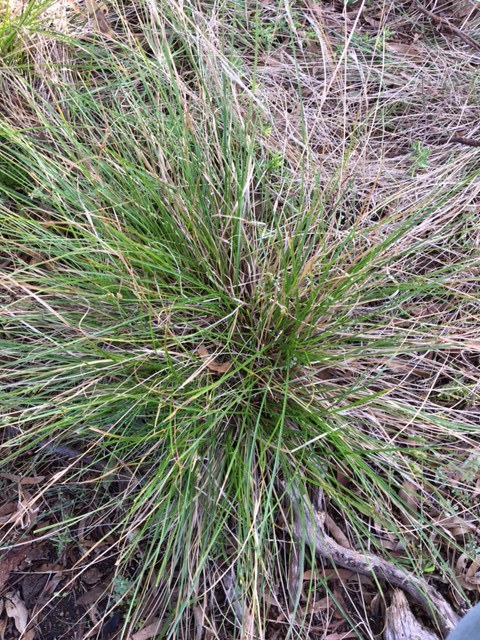 Carex inversa R.Br.