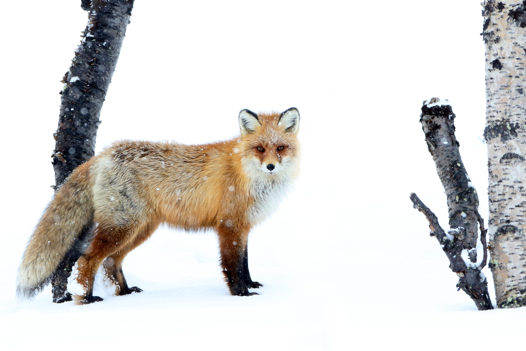 Scandinavian Red Fox (Vulpes vulpes vulpes) - Know Your Mammals
