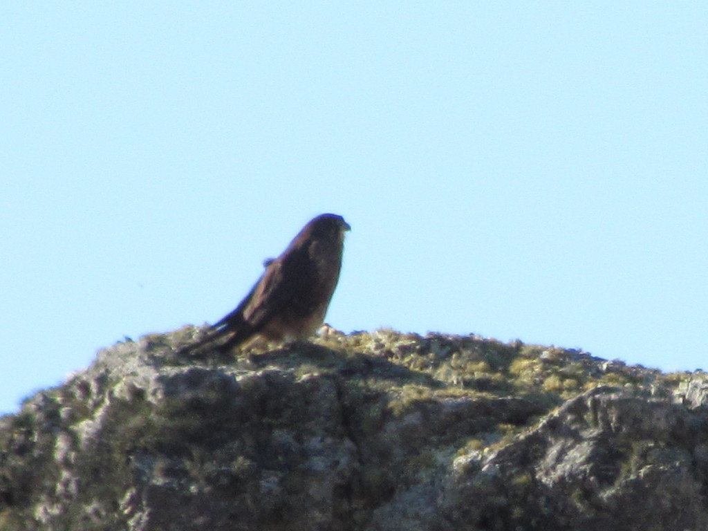 New Zealand Falcon from Cardrona, New Zealand on May 02, 2022 at 02:49 ...