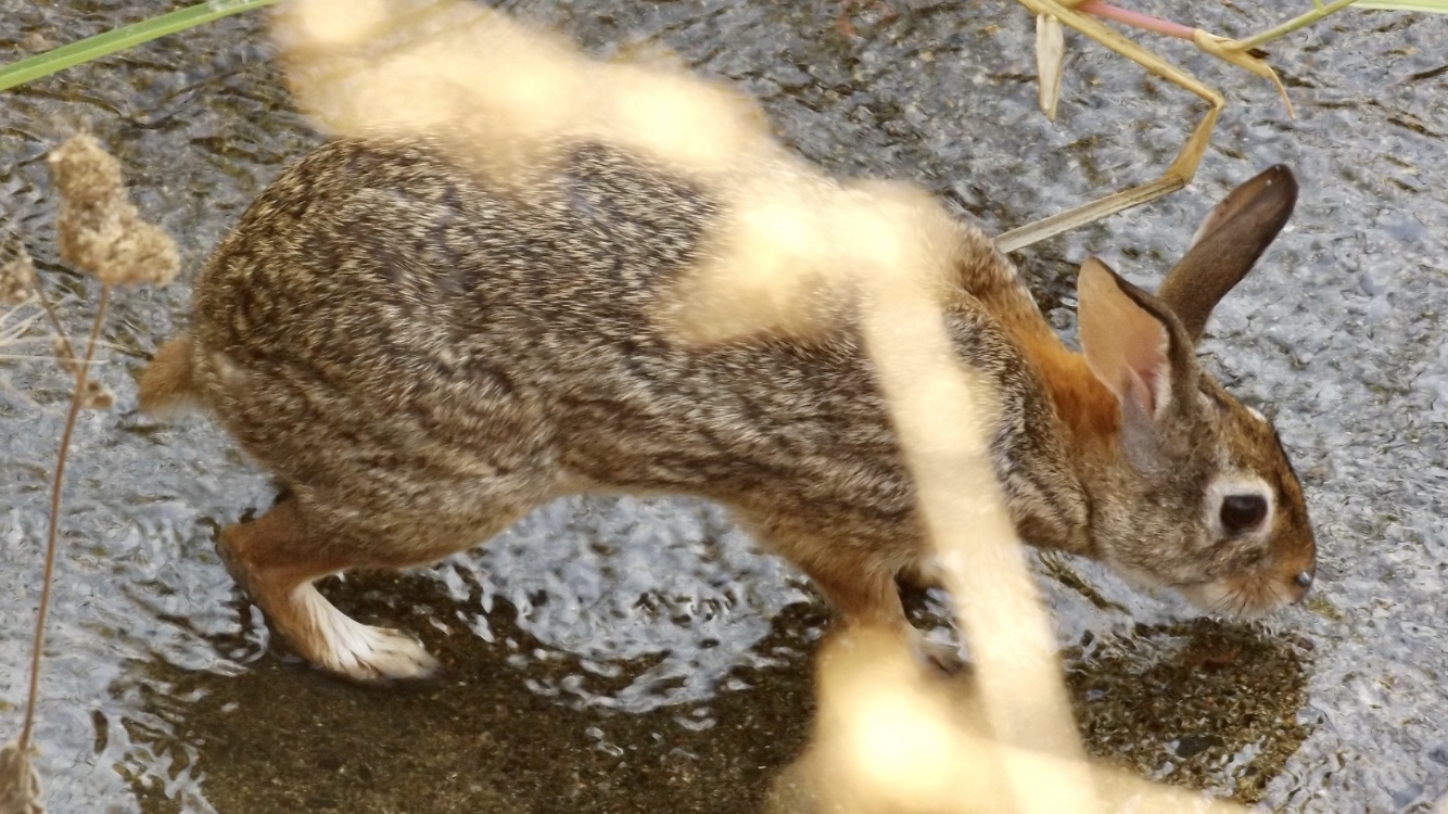 Sylvilagus cunicularius (Waterhouse, 1848)