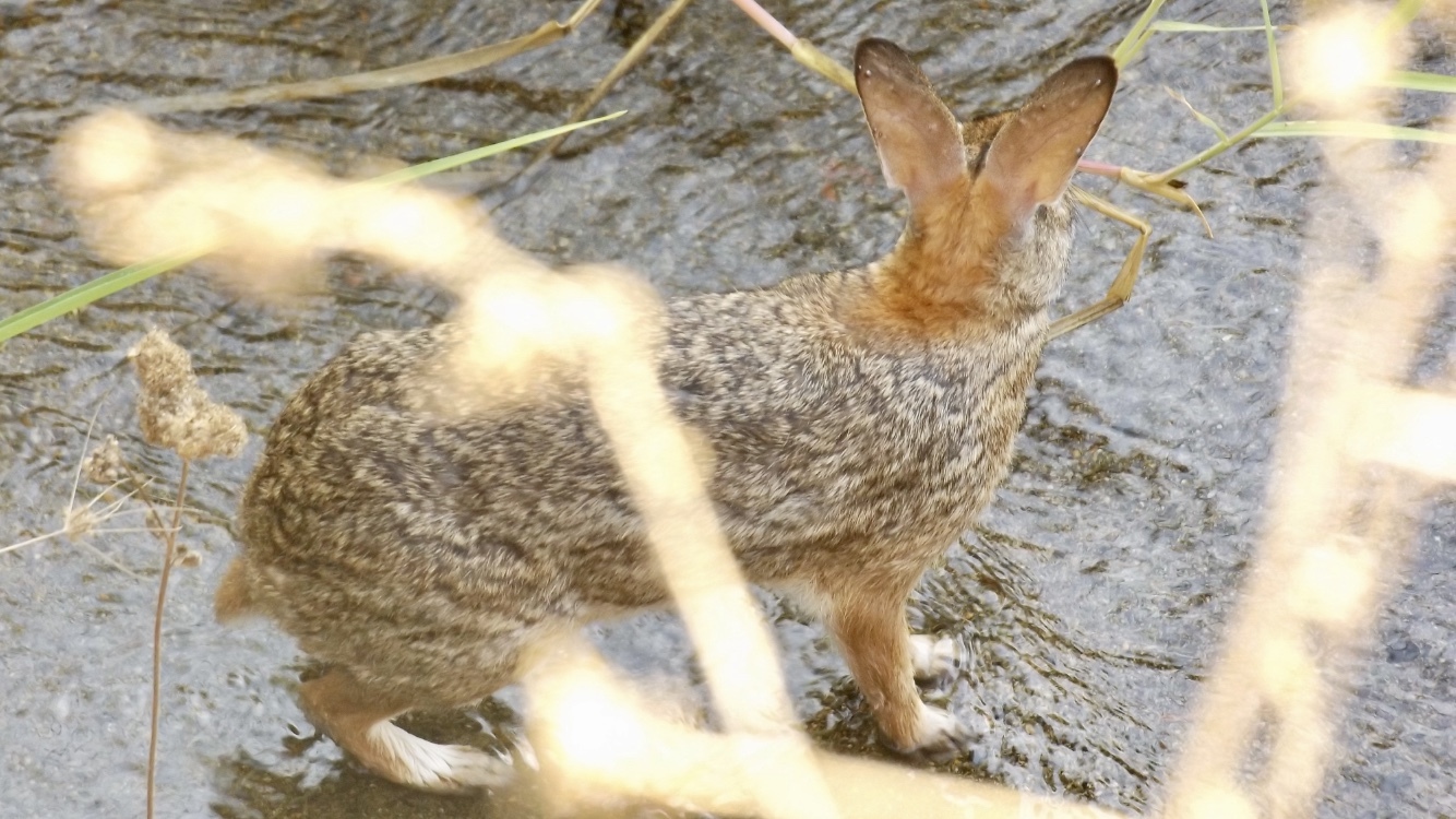 Sylvilagus cunicularius (Waterhouse, 1848)