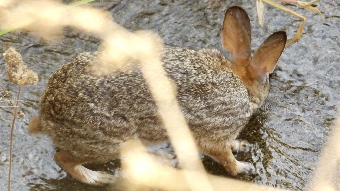 Sylvilagus cunicularius (Waterhouse, 1848)