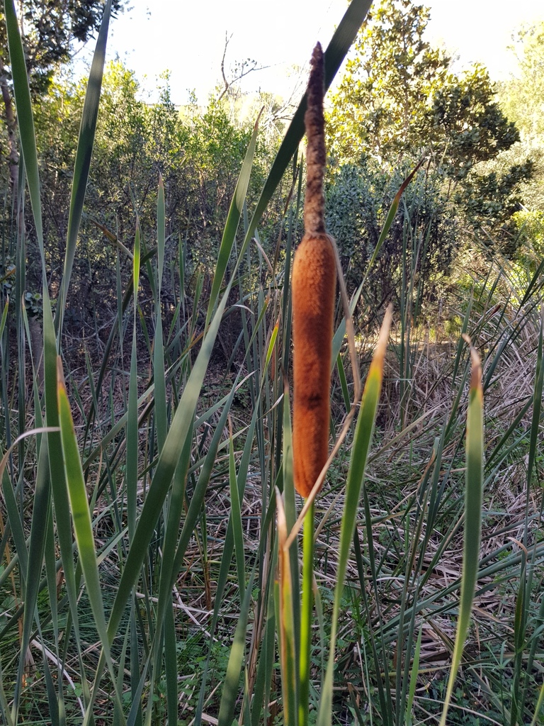 Oriental Cattail from Knysna, 6570, South Africa on May 02, 2022 at 03: ...