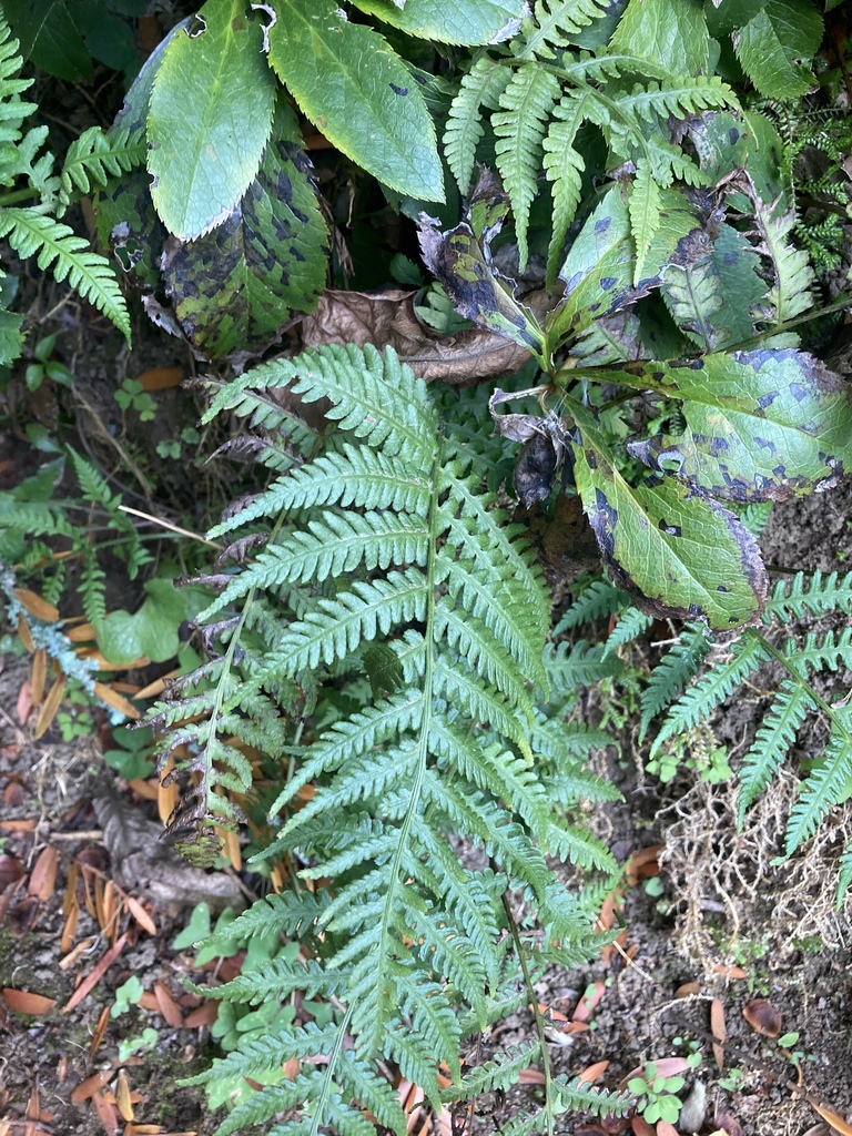 Deparia petersenii congrua from New Plymouth, Taranaki, New Zealand on ...
