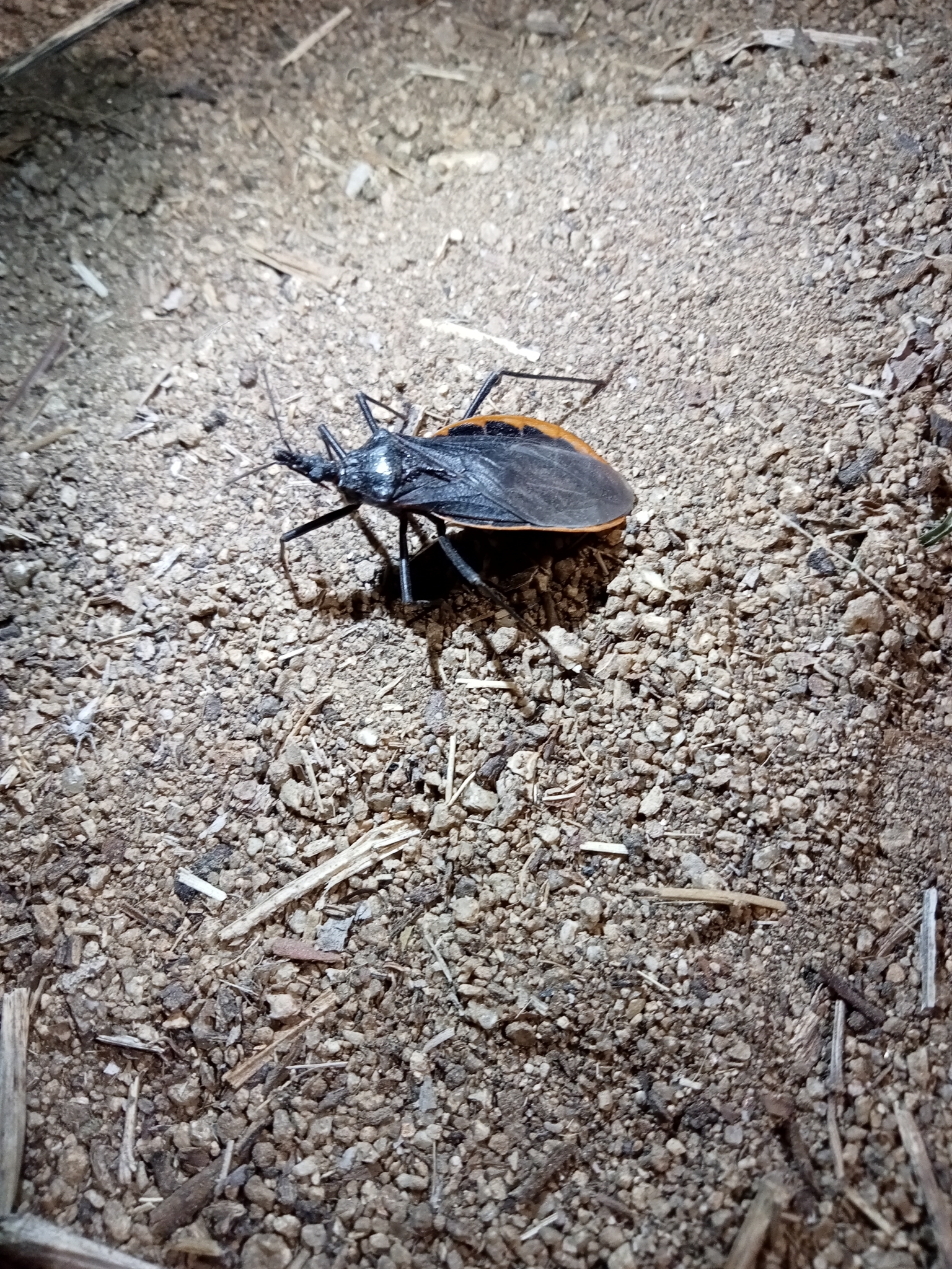 Triatoma recurva (Stål, 1868)